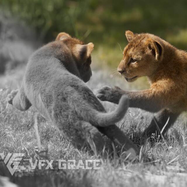 BLENDER Little Lion Cubic Model Lion Cub Animated VFX Grace