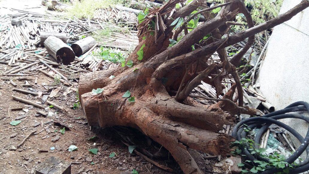 Natural Log Camphor Pine Tree Decorative Tea Table Material Base