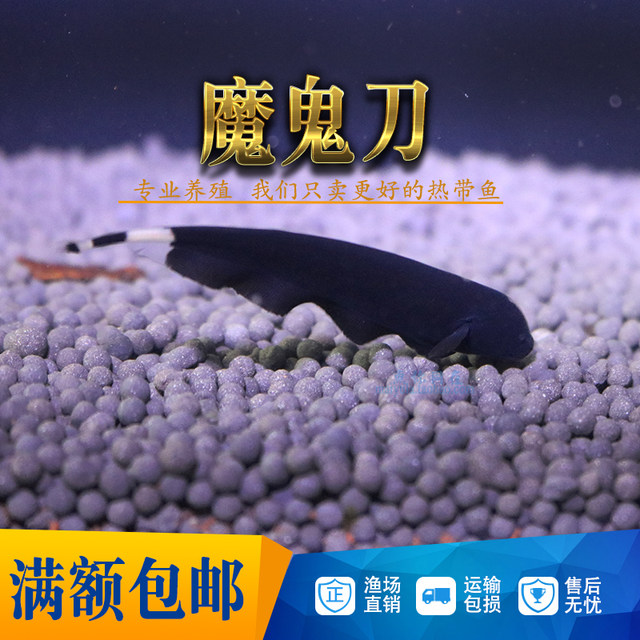 Devil swordfish black devil feather fish tropical fish ornamental fish ...