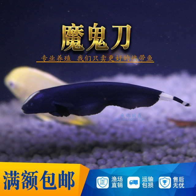 Devil swordfish black devil feather fish tropical fish ornamental fish ...