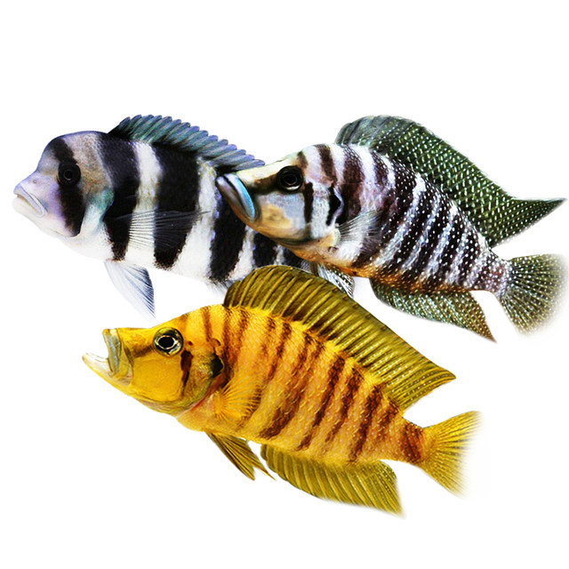 Sanhu Cichigra Tanka Living Buroni Six Golden Tiger Fish Paradise Bird ...