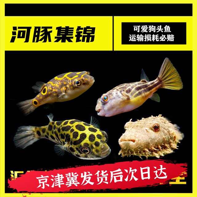 Tropical ornamental fish zebra dog head fish freshwater puffer fish fur ...