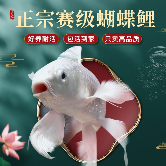 Taiwan butterfly carp spheroin short body large fin long tail good ...