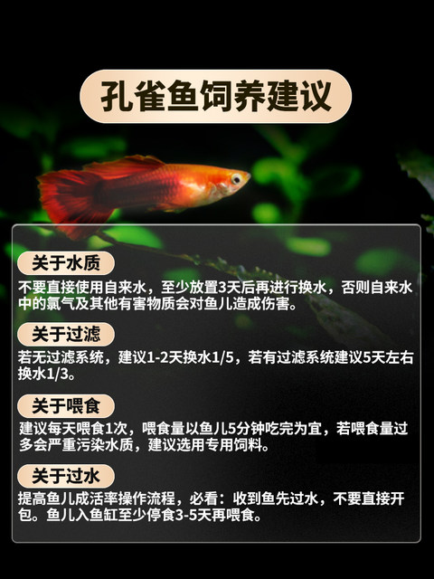 Guppies tropical fish fry ornamental fish small fish to survive and ...