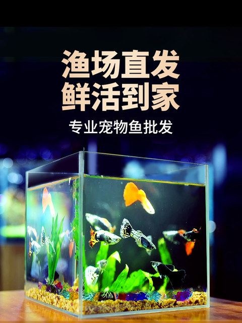 Guppies tropical fish fry ornamental fish small fish to survive and ...