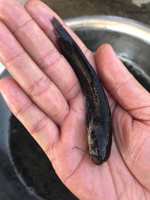 Southern largemouth catfish fry six-bearded catfish fry soil catfish ...