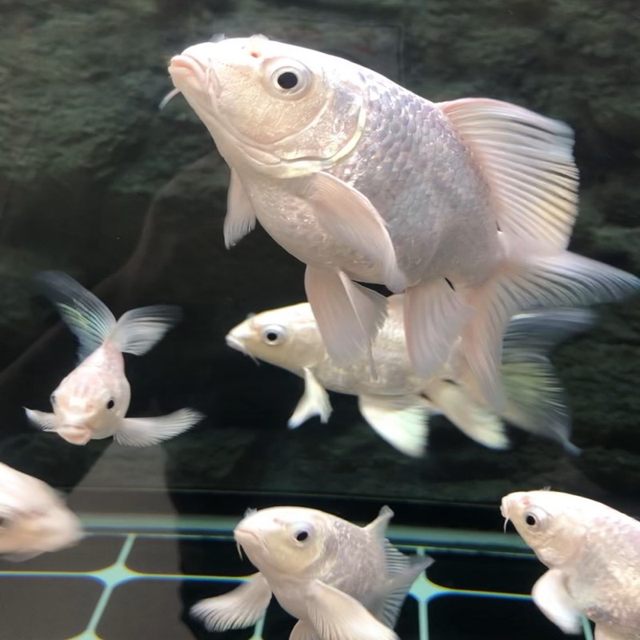 Live ornamental fish Taiwan butterfly carp purebred short body sphere ...