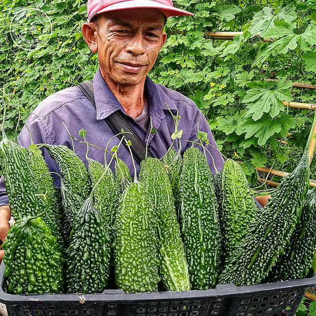 Black Pearl Bitter Melon Seed Pimple Black Bitter Melon Seed Early ...