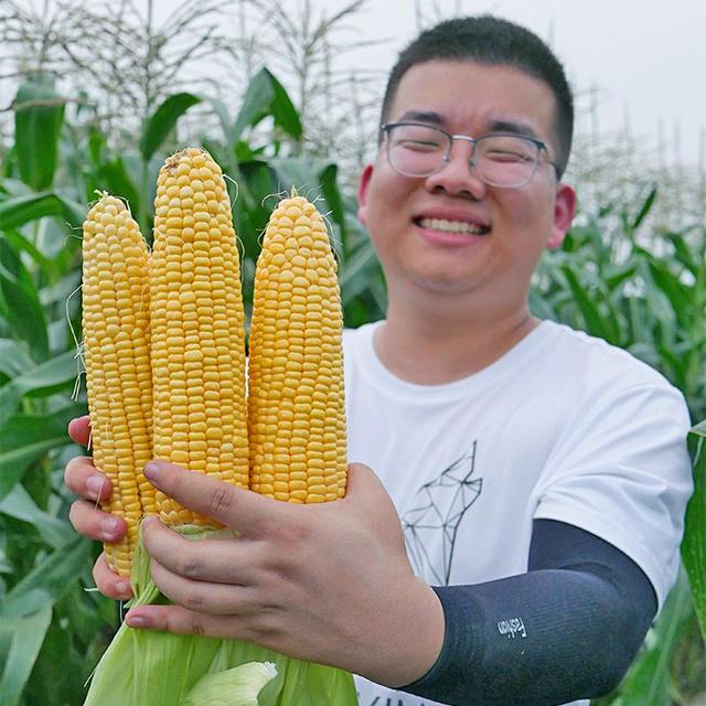 Meizhen 206 super-sweet fruit corn seeds extra large high-yield sweet ...