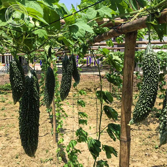 Black Pearl Bitter Melon Seed Pimple Black Bitter Melon Seed Early ...