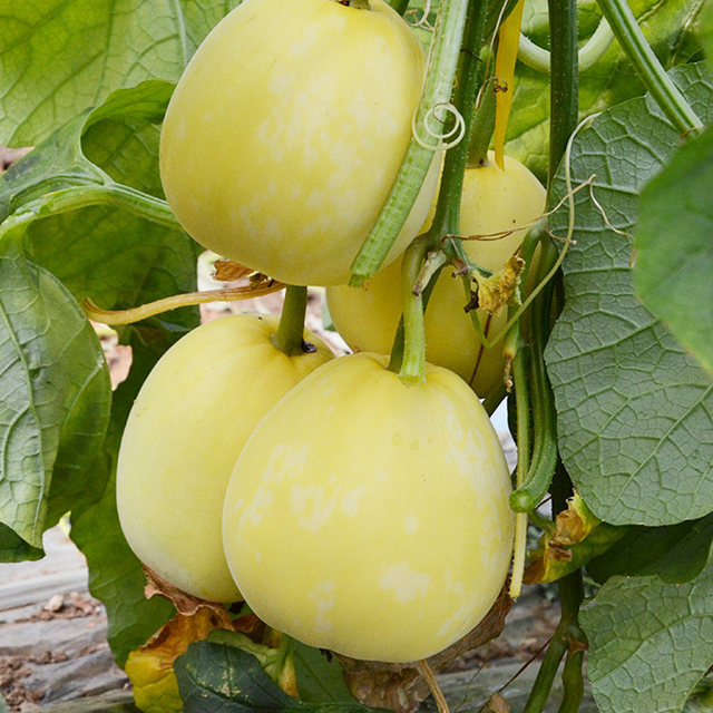 Double star melon seeds summer melon seedlings green skin seedlings ...