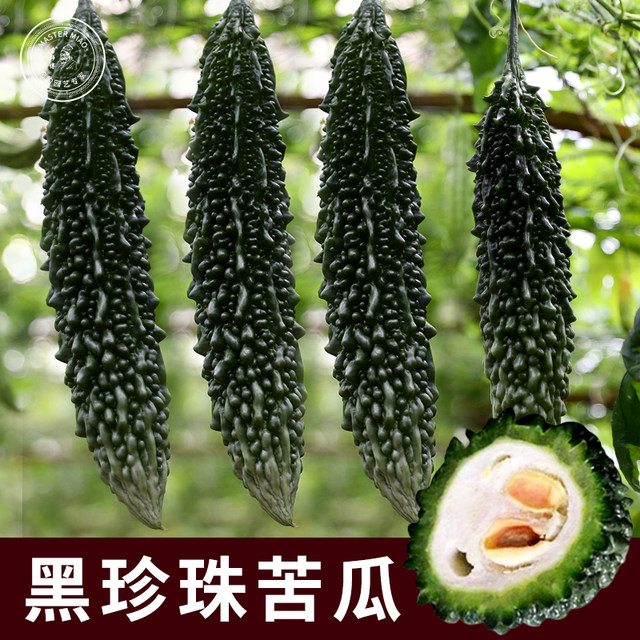 Black Pearl Bitter Melon Seed Pimple Black Bitter Melon Seed Early ...