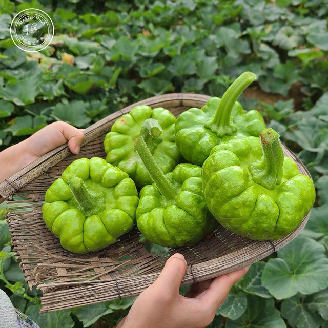 Yunnan ginger handle melon seeds seeds spring, summer and autumn seven ...