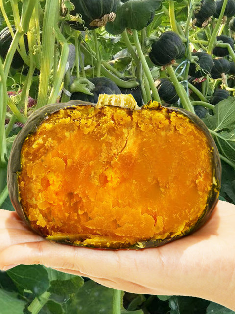 Beibei Pumpkin Authentic Chestnut Flavor Old Pumpkin 5Jin [Jin equals 0 ...