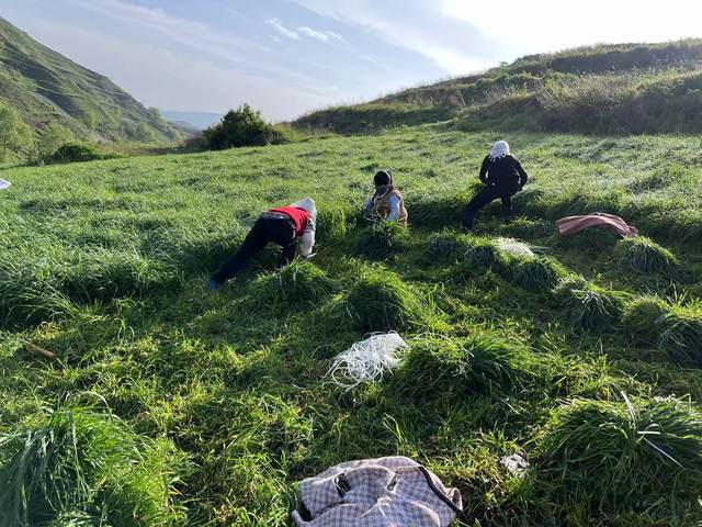 2024 dried timothy grass to make up for the price difference link ...