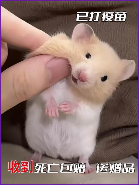 Changmao Golden Silk Bear Bags Rare Furniture Little Hanging Little Pet ...