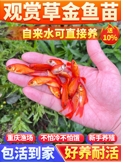 Watching fish and grass goldfish seedlings incurable goldfish small ...