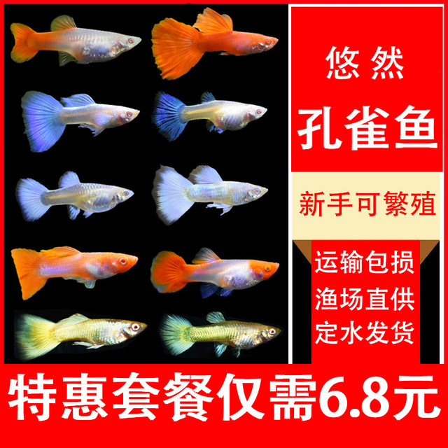 Peacock fish phoenix tail fish viewing small fish zebra fish to live ...