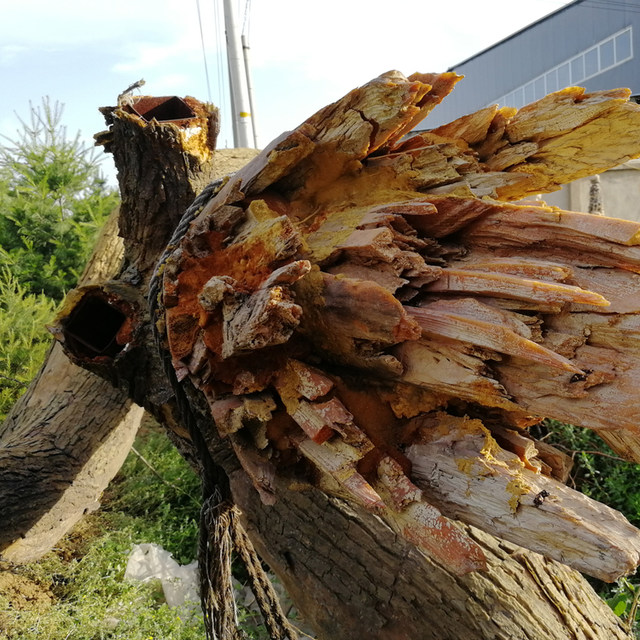 Elastic polyurethane non-foaming sword material filling decoration can ...