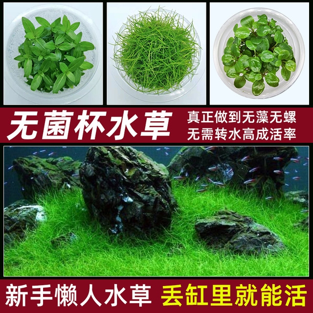 Japanese mini cow hair water grass sterile cup grass tank fish tank ...