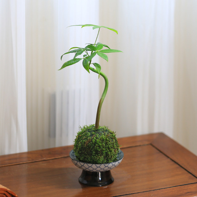 Money Tree Mini Desktop Hydroponic Potted Plant Four Seasons Evergreen ...
