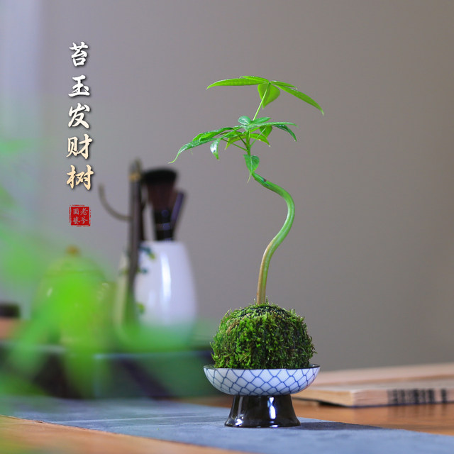 Money Tree Mini Desktop Hydroponic Potted Plant Four Seasons Evergreen ...