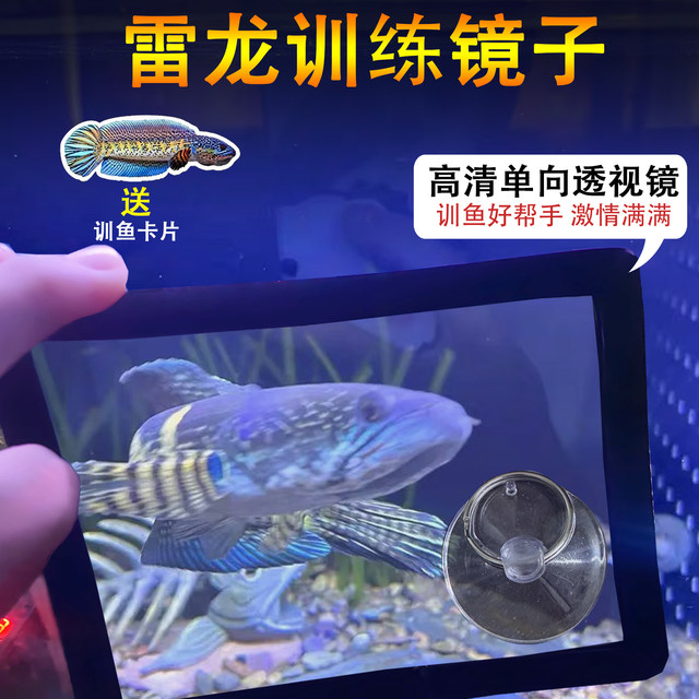 Thunder dragon fish training mirror biting tank gill glass one-way ...