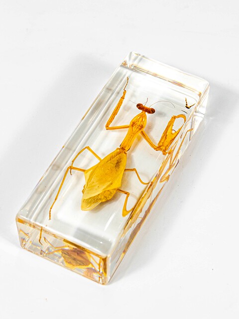 The new real insect specimen resin embed the animal biological star ...