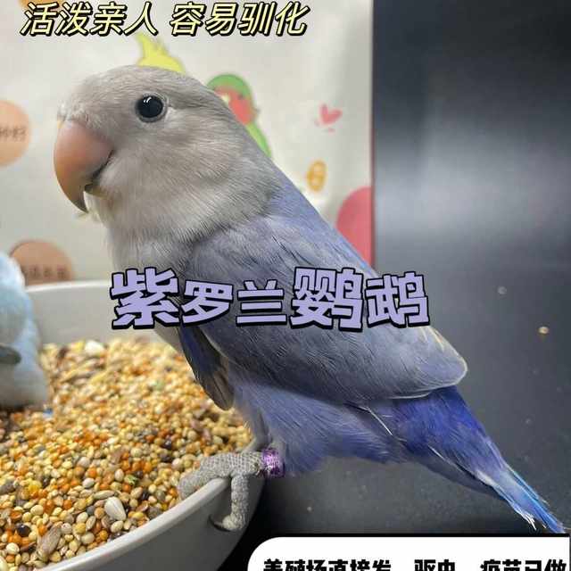 Violet peony parrot living body green golden top yellow peach loved ...