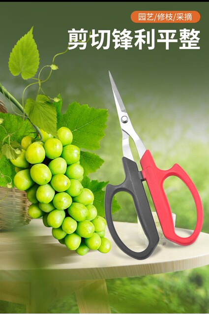 Taiwan Sakawada stainless steel straight-head grape gardening pruning ...