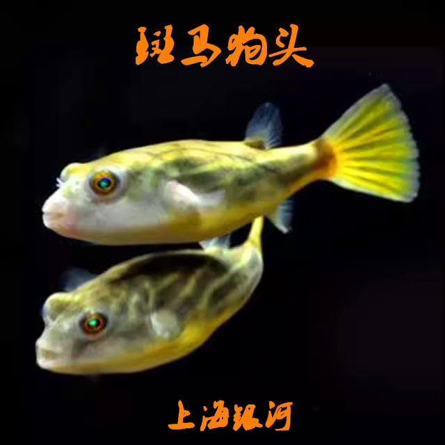 Zebra dog head fish puffer puffer fish puffer fish diving fish eats ...