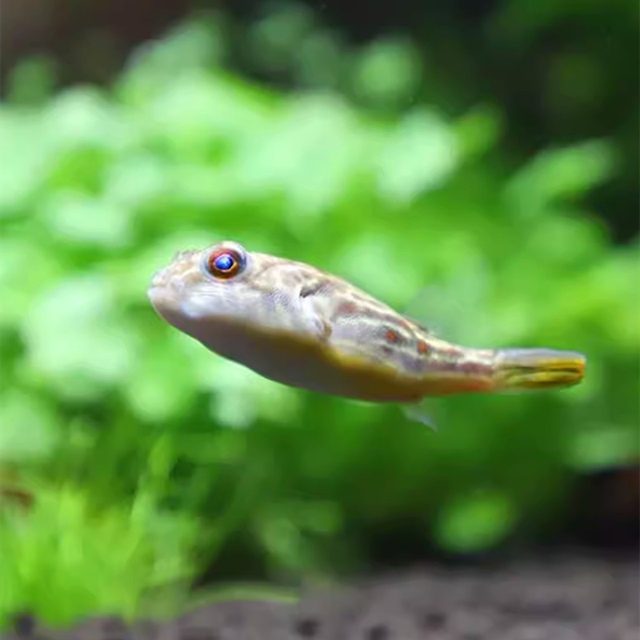 Zebra dog head fish puffer puffer fish puffer fish diving fish eats ...