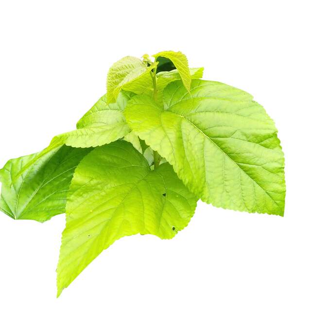 Fresh Mulberry Leaves, Small Silkworms, Tender Mulberry Leaves ...