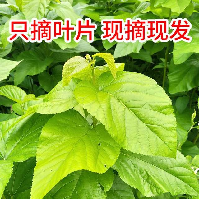 Fresh Mulberry Leaves, Small Silkworms, Tender Mulberry Leaves ...