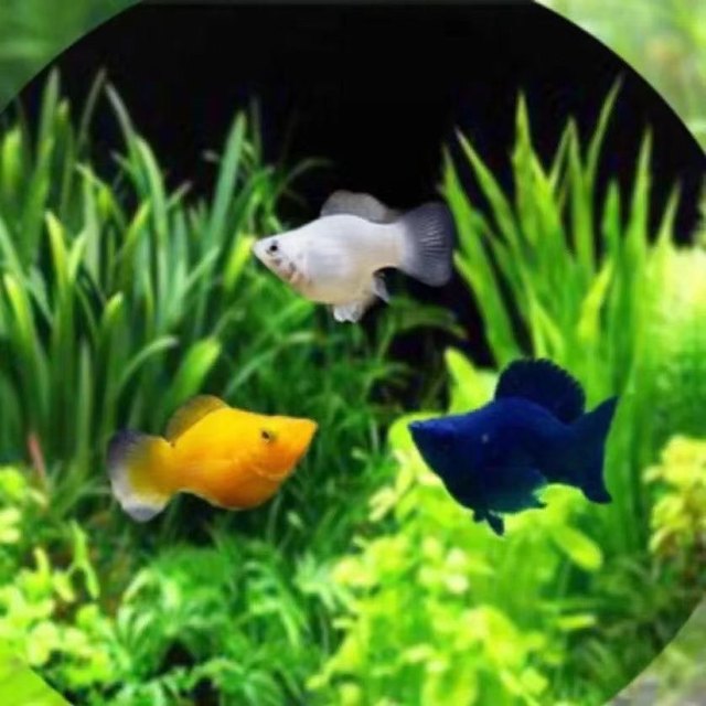 Mary ball fish viviparous fish leather ball fish tropical fish good for ...