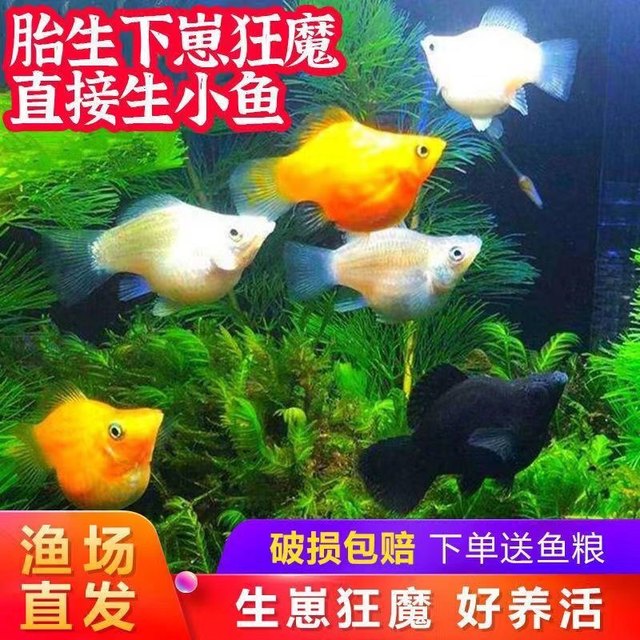 Mary ball fish viviparous fish leather ball fish tropical fish good for ...