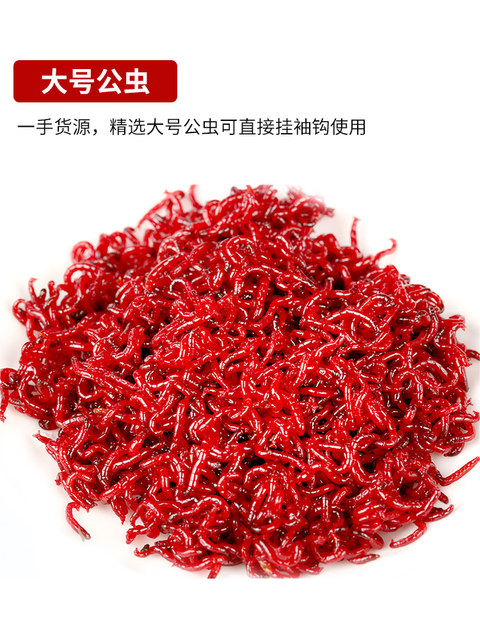 Fresh red worm extra large male worm live bait feeding fish bait ...