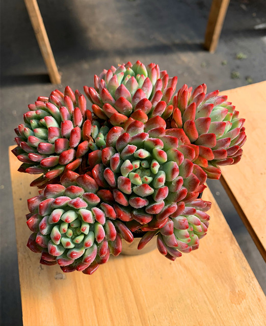 Blue apples, Smurfs, Control and Maintenance, Old Pile Succulents ...