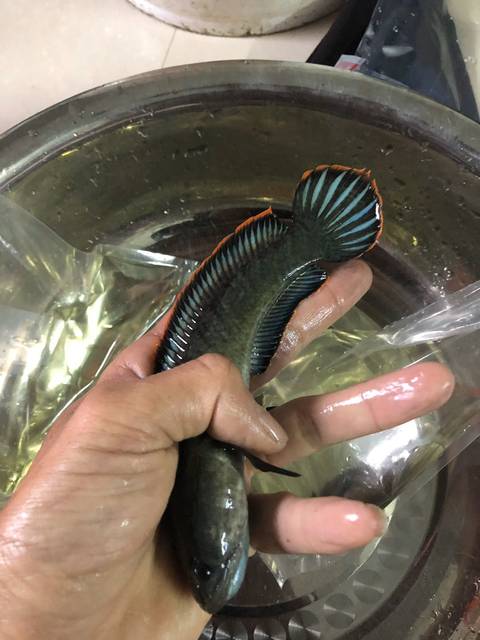 Tropical fish ornamental fish rainbow thunder dragon fish live colorful ...