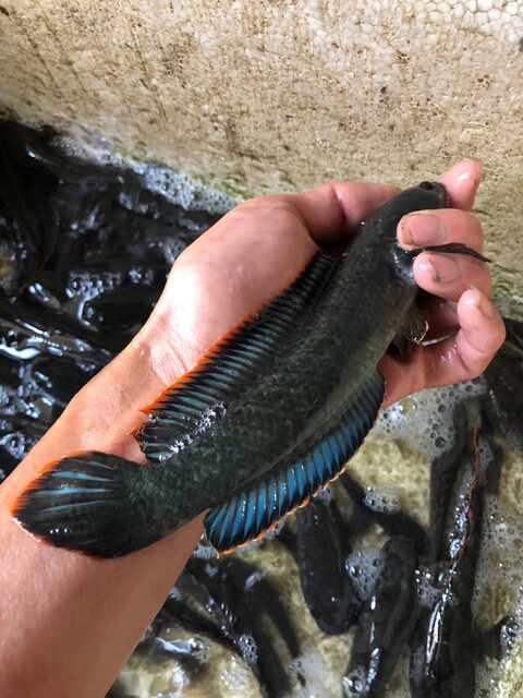 Tropical fish ornamental fish rainbow thunder dragon fish live colorful ...