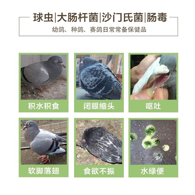 Beer yeast powder for pigeons uses live bacteria to regulate intestinal ...