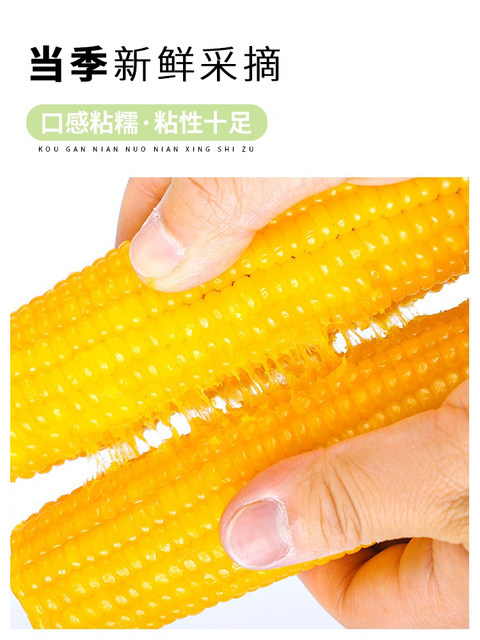 Northeast sticky corn on the cob, yellow glutinous rice, ready-to-eat ...