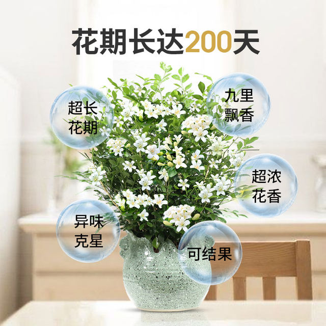 Jiuli incense pot planting incense Four seasons indoor plant flowers ...