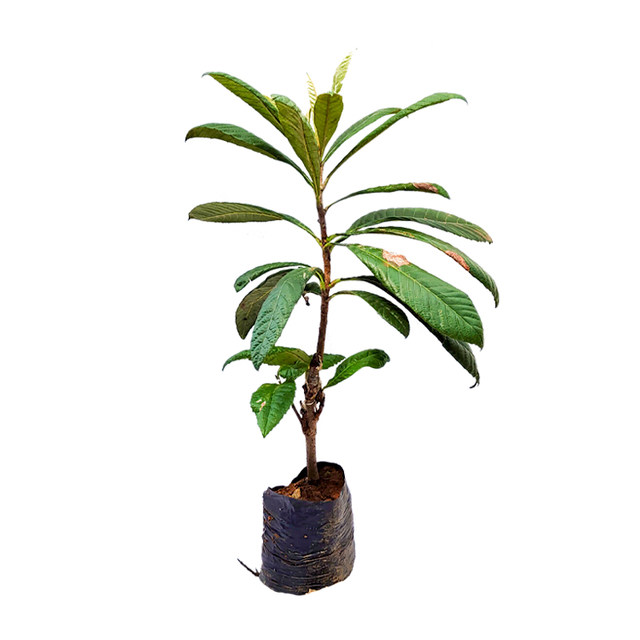 Large five-star loquat seedlings are grafted to large trees, early ...