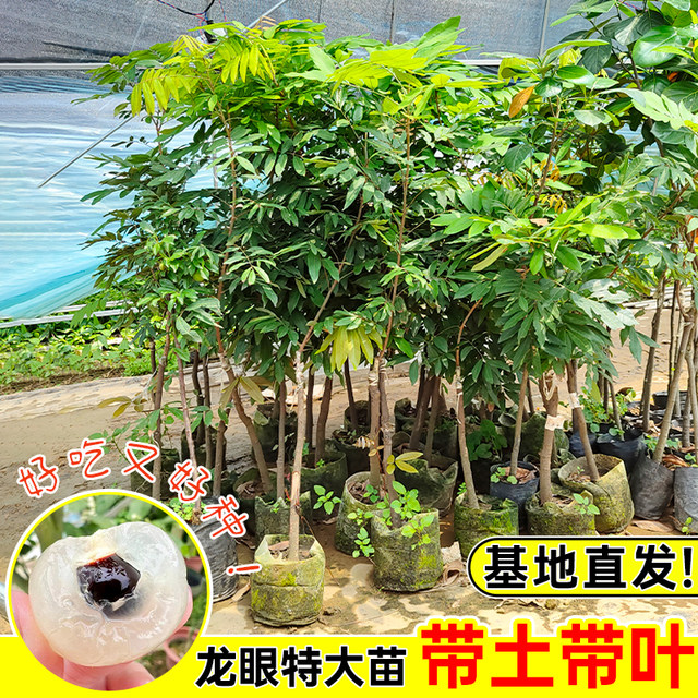 Guangxi Longan Tree Seedlings Grave Fruit Seedlings Cinnamon Tree ...