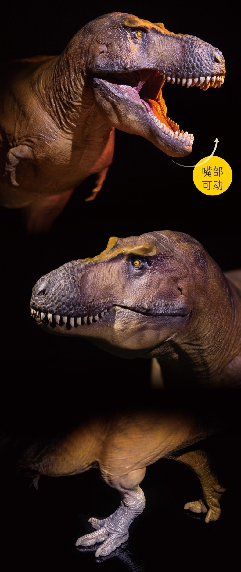 Pnso Nouveau Tyrannosaurus Rex Cameron Avec Tyrannosaurus Skull ...