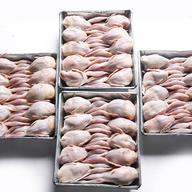 Large female quail, fresh quail meat, quick-frozen white-striped quail ...