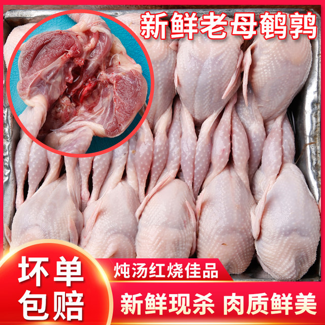 Large female quail, fresh quail meat, quick-frozen white-striped quail ...