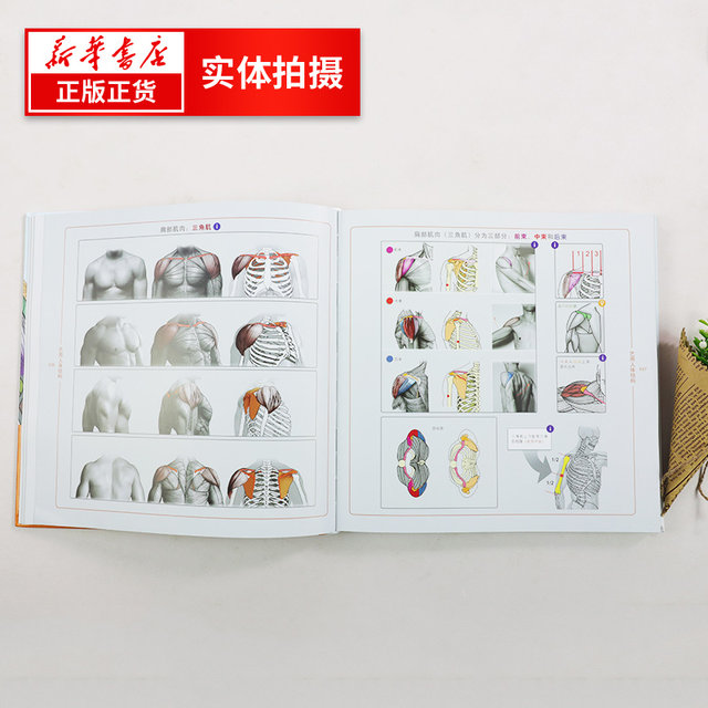 Artistic Structure Anatomy Delivery Edition full -color understanding ...