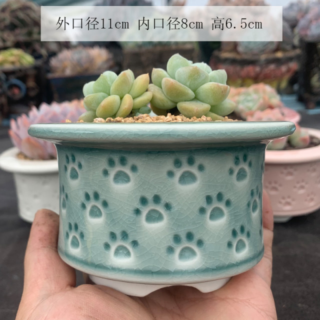 The new net red succulent seal flowerpot hat brim cat claw group of ...